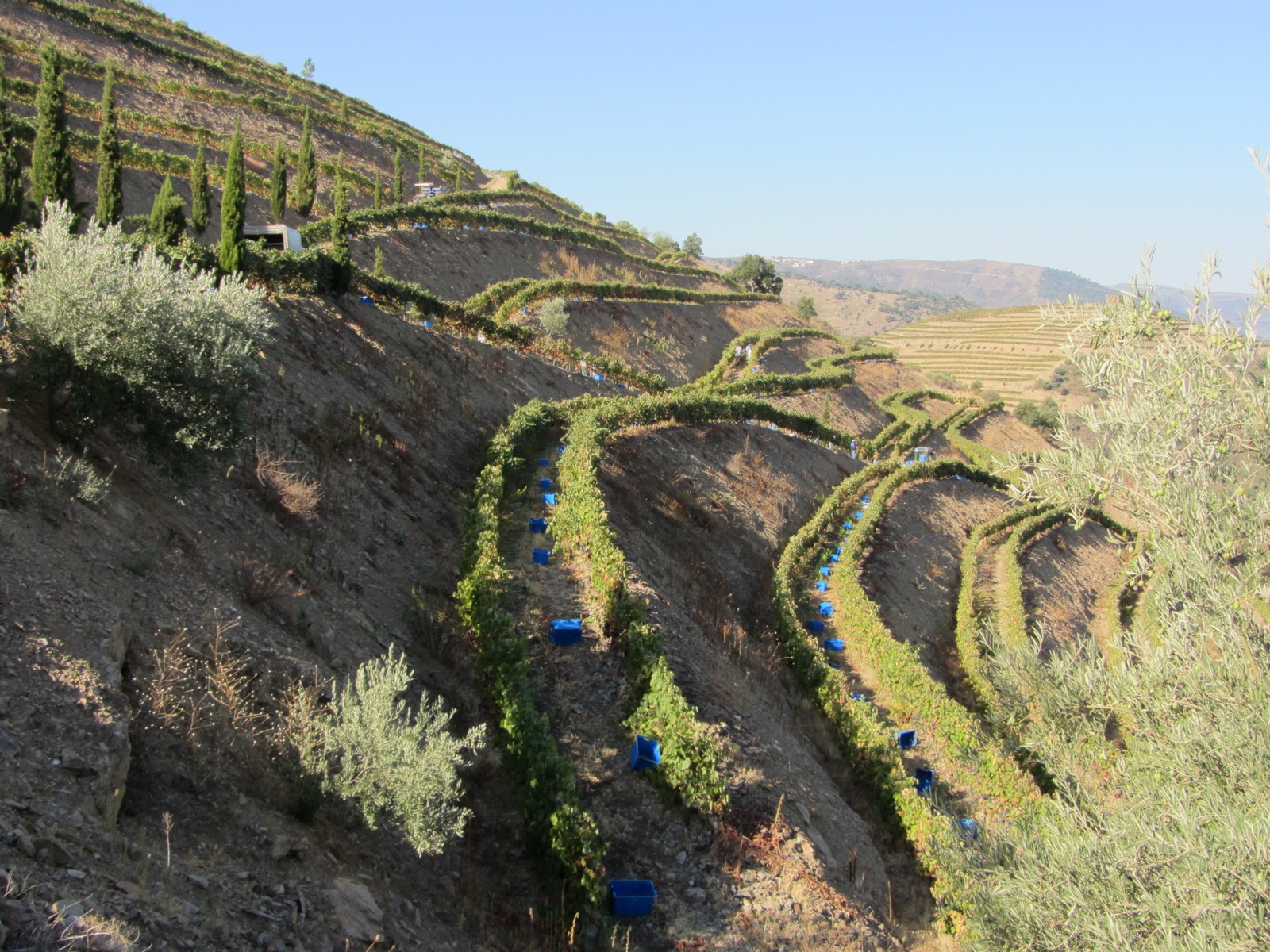 Wine -- Mise en abyme: Douro (Portugal) Wine Region