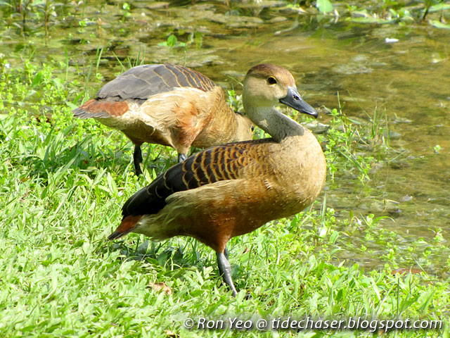 tHE tiDE cHAsER: Ducks & Other Waterfowls (Phylum Chordata: Order ...