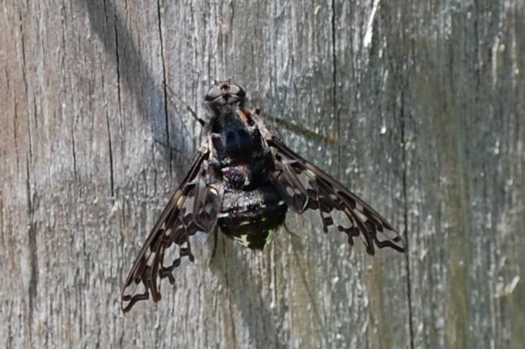 Urban Wildlife Guide: The Carpenter Bee and the Tiger Bee Fly