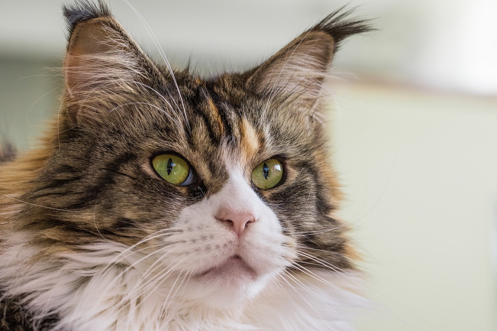 Dogs and Cats at Home: A Look At CAT BREEDS