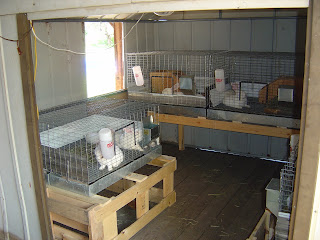 WildernesFamily: Meat Rabbit setup and more
