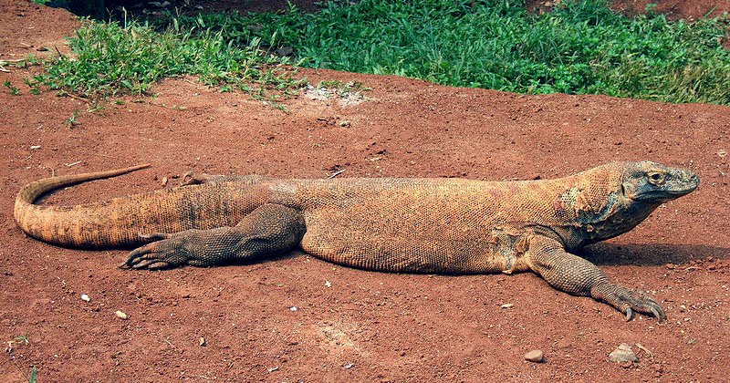 Biawak Komodo | Bally.Da.Shoe