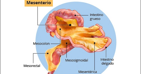 Curiosidad: Mesenterio, nuevo órgano del cuerpo humano - TODO UN ...