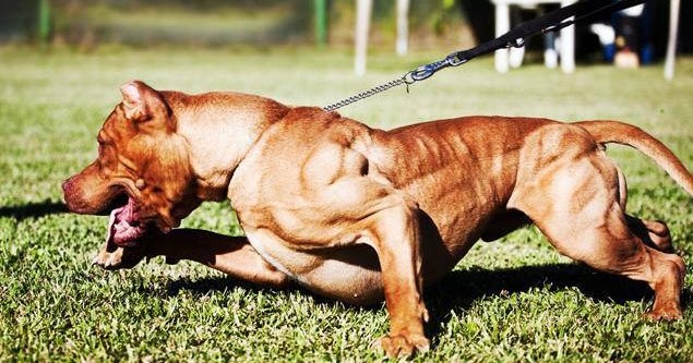 Game Breed: How to build muscle in Pit Bull dog