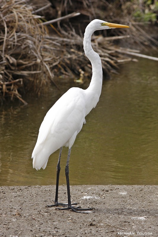 Aves de Argentina: Garza blanca (Ardea alba)