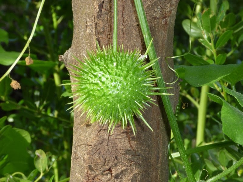 Trailing Ahead: Wild cucumber, or manroot, of North America
