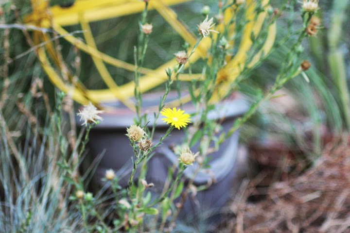 Rock-Oak-Deer: Wildflower Wednesday August 2013: Xanthisma texanum