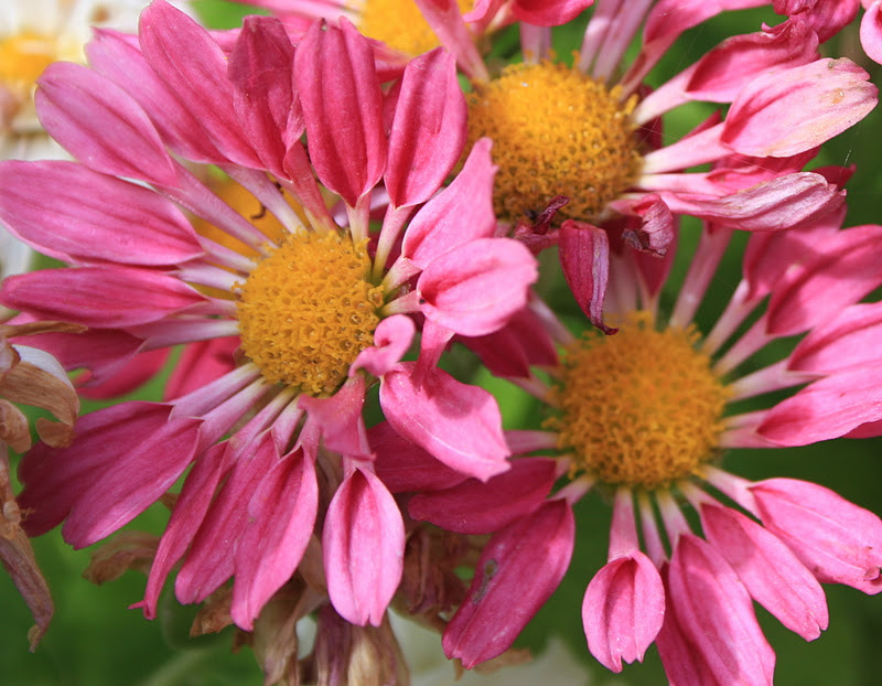 Empty Nest Gardens and Quilts: What's blooming in my garden