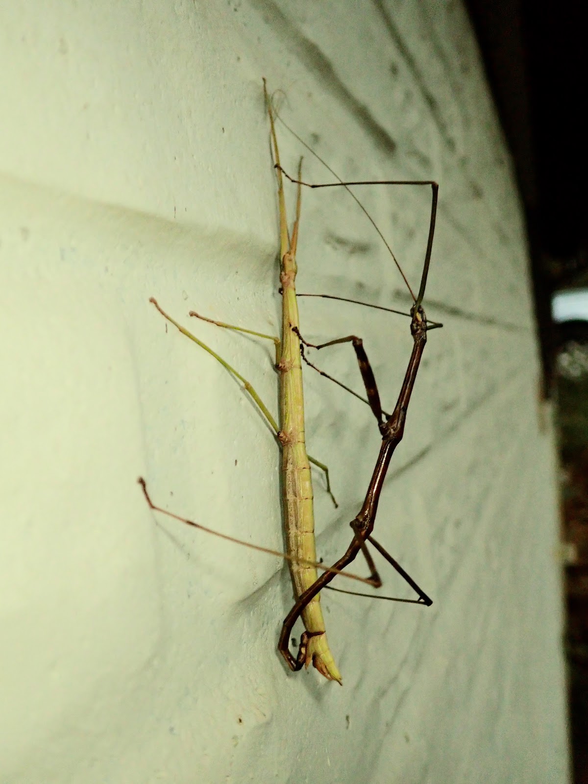 Springfield Plateau: Incredible Walking Sticks