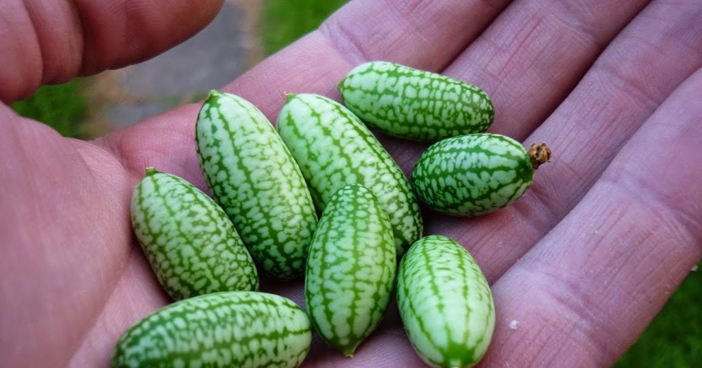 An English Homestead: Cucamelons