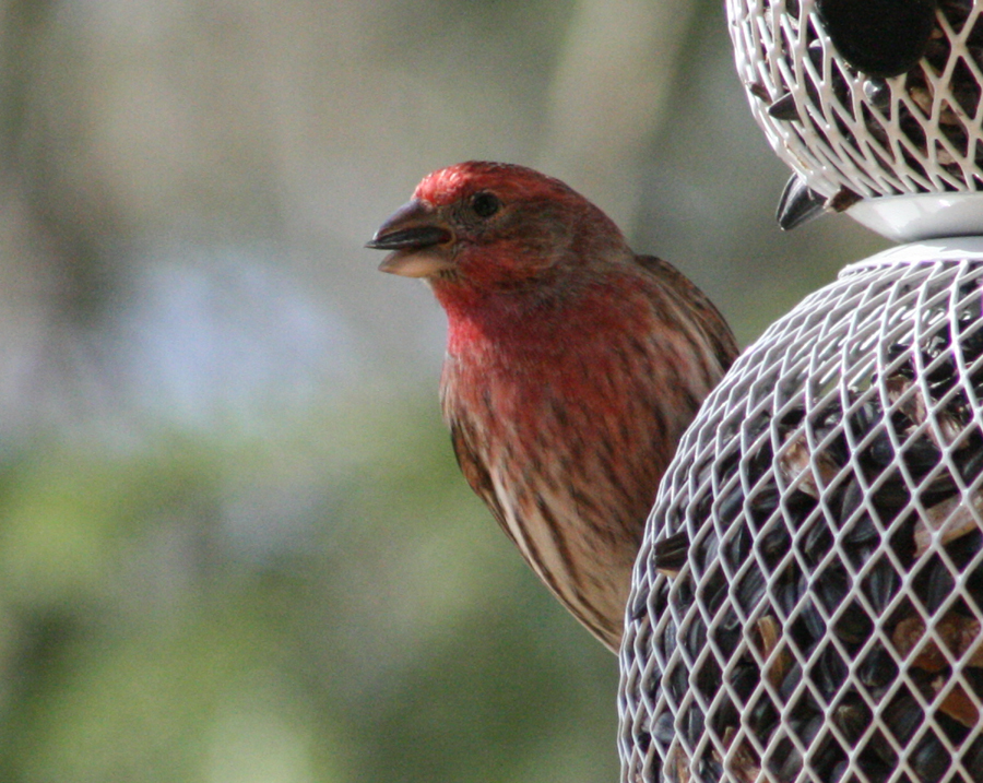 Discover Birds: Tennessee Birds
