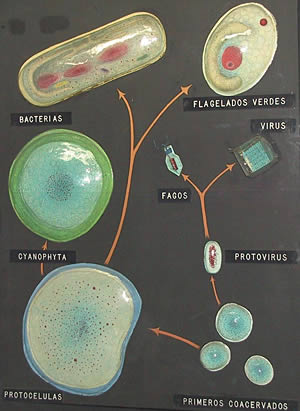 Pluriceluralidad