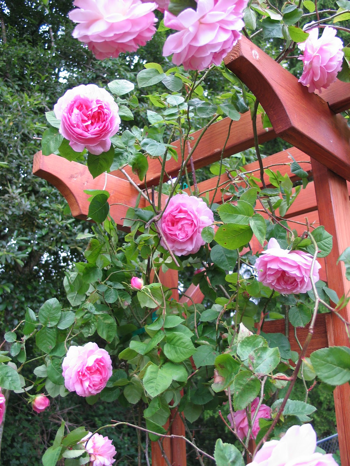 My Petal Press Garden Blog: Transplanting a climbing Rose