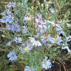 Demonstration Prairie: Prairie Forbs & Grasses