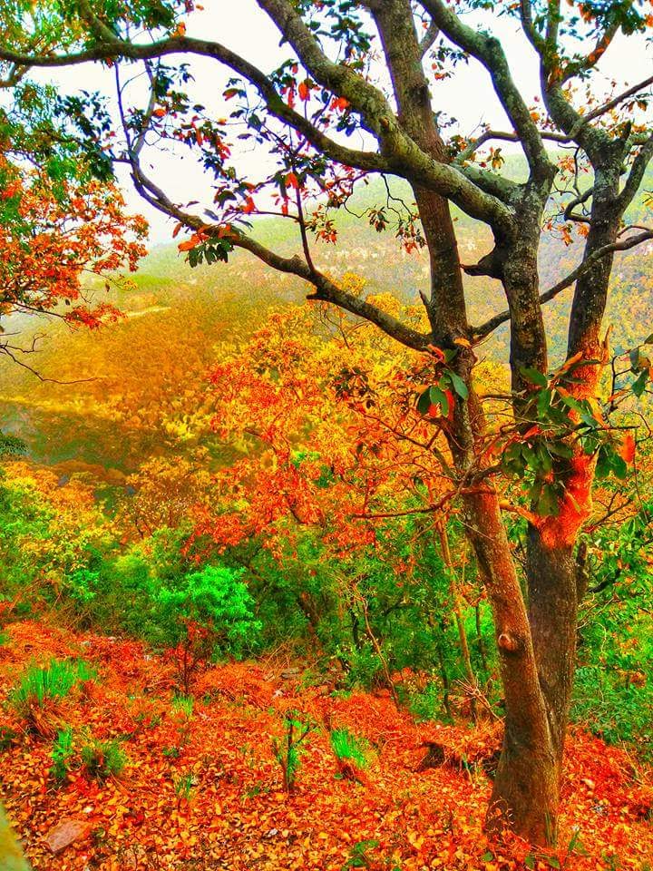Hindu Temples of India: Alipiri Pathway, Tirumala, Tirupati, Andhra Pradesh