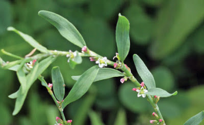 Farmacia Domnului: Troscot