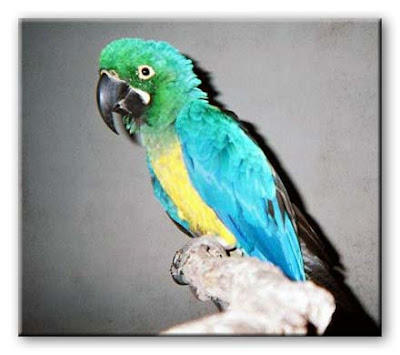 Milicinth Macaw