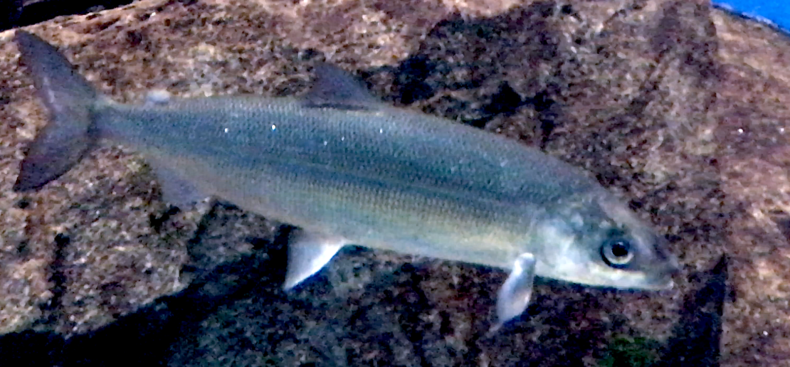 Aquarium Movies (Japan) archive 生きている魚図鑑: オームリ Omul Coregonus ...