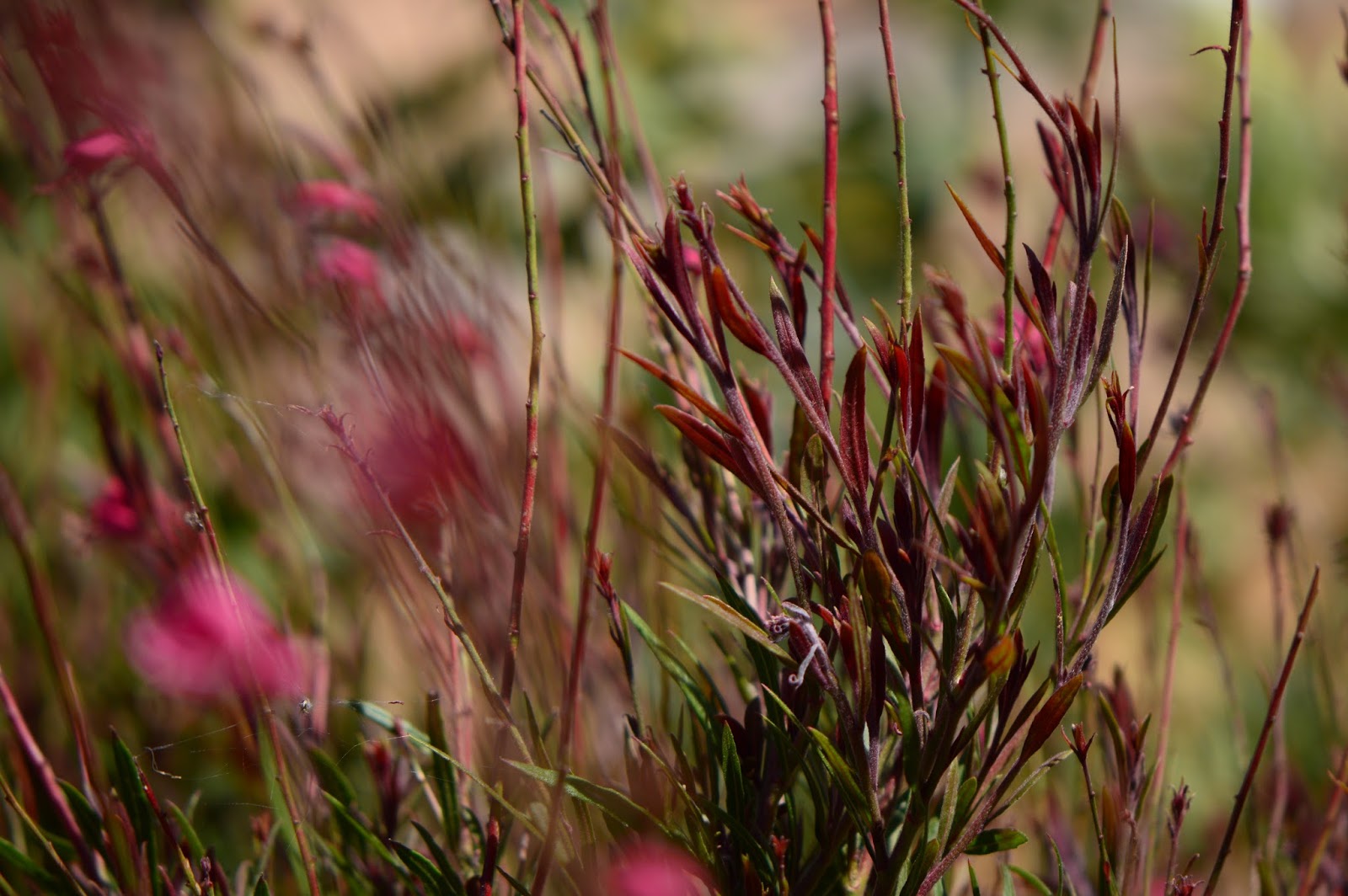 A Small, Sunny Garden: Gaura as a Foliage Plant