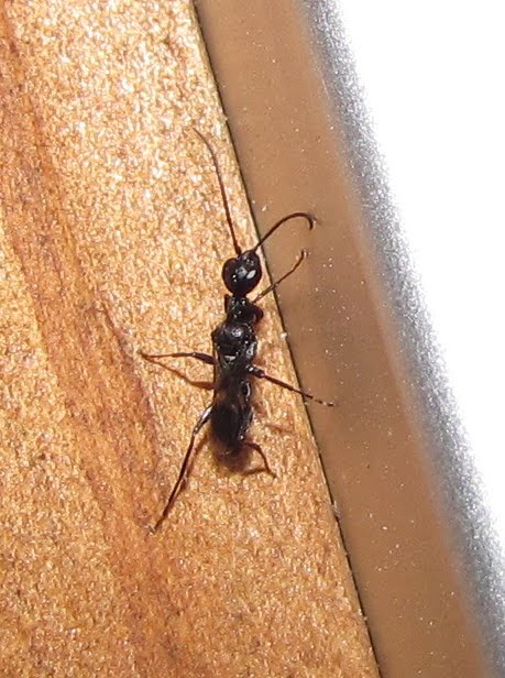 Bug Eric: Wasp Wednesday: Ampulex canaliculata