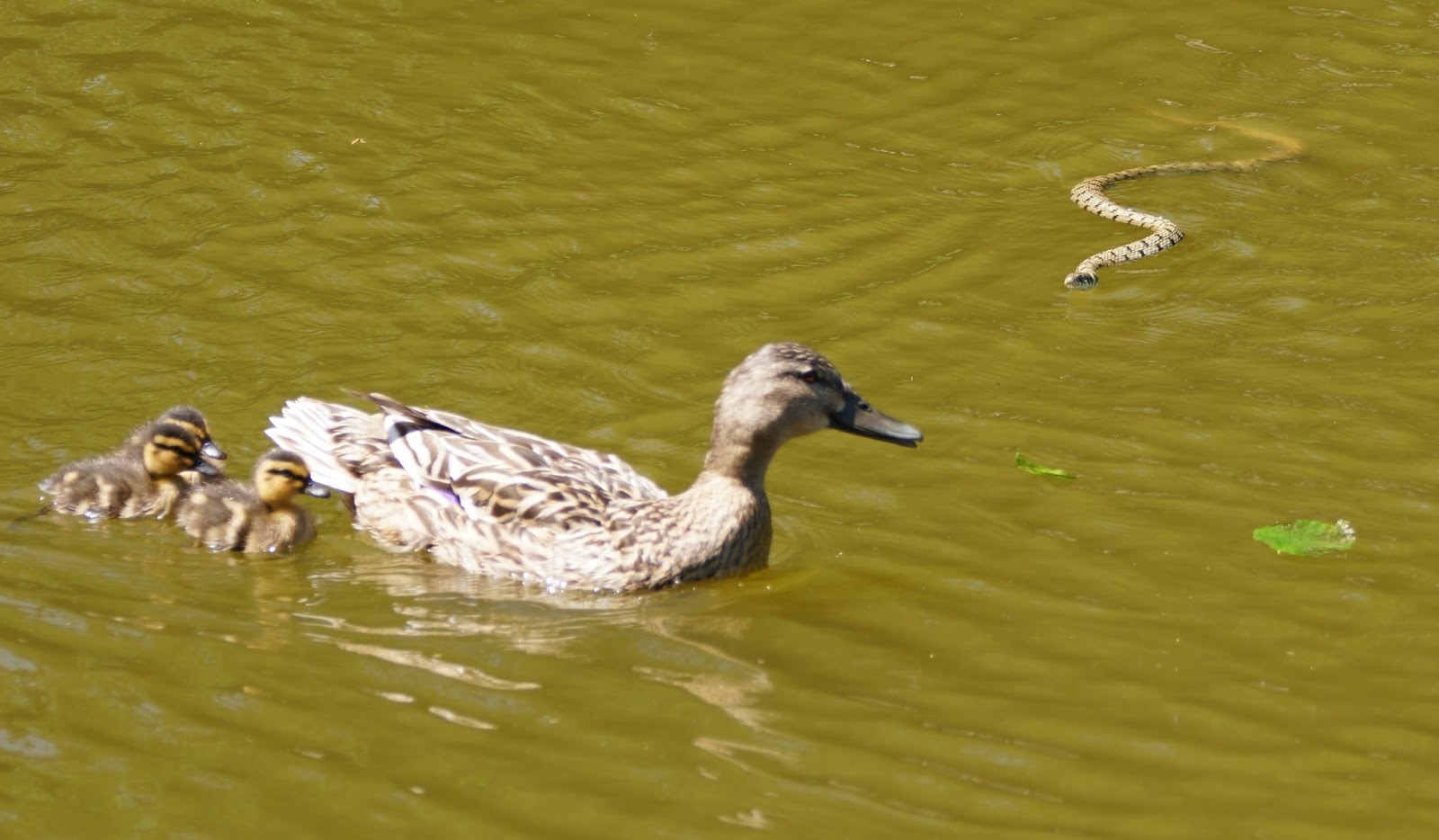 The Master of Wit and Repartee: UncleMungo - Nature Photographer IV