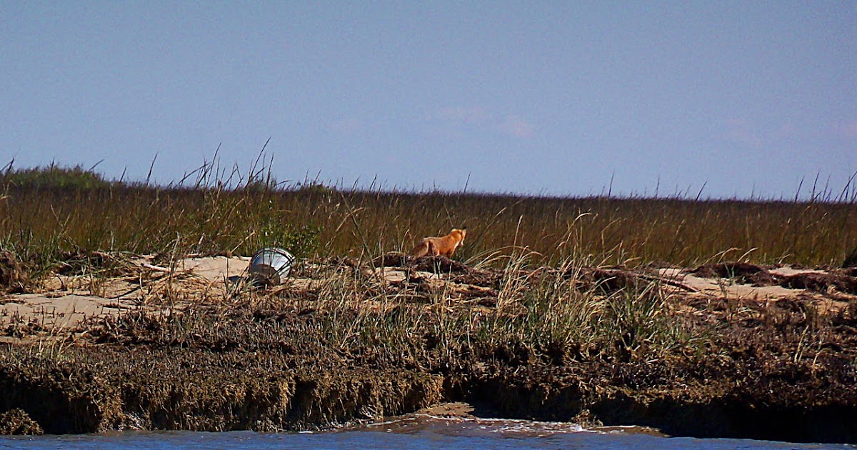 A View from the Beach: More Than Everything You Wanted to Know About ...