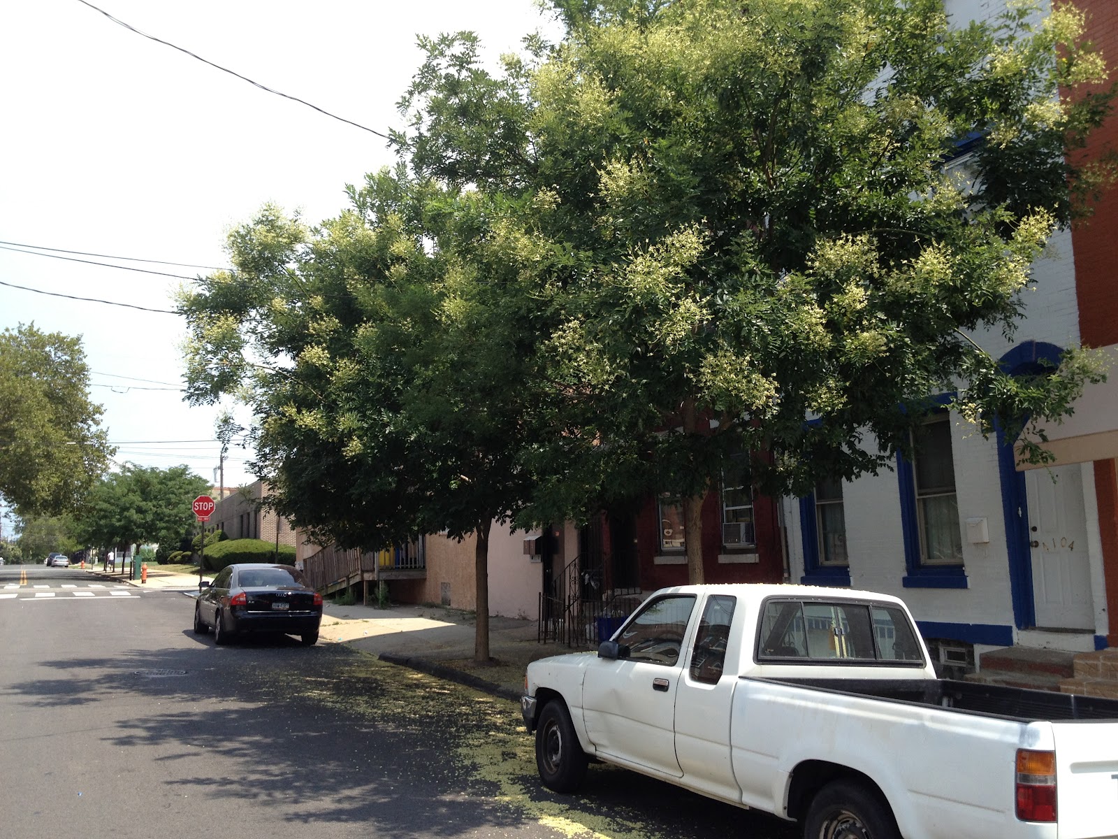 PHILLY TREES: BLUE MOON TREE HUNTS