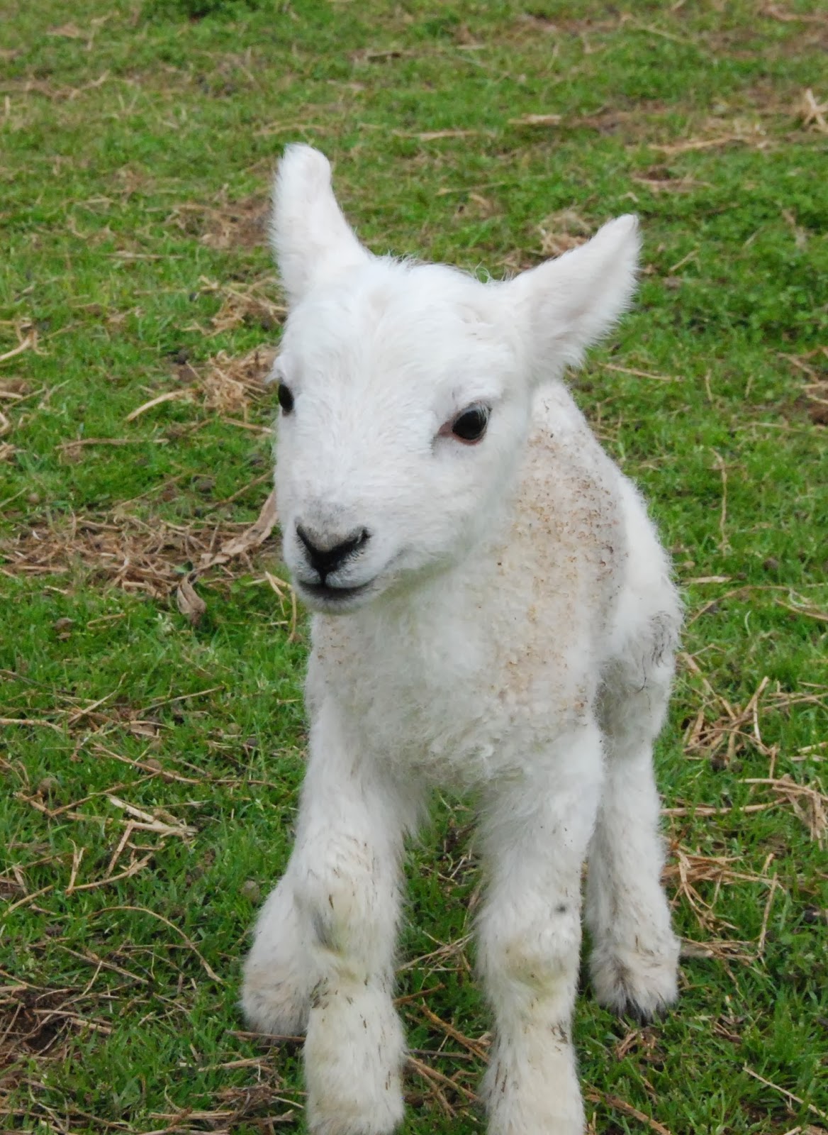 Miniature Cheviot Sheep