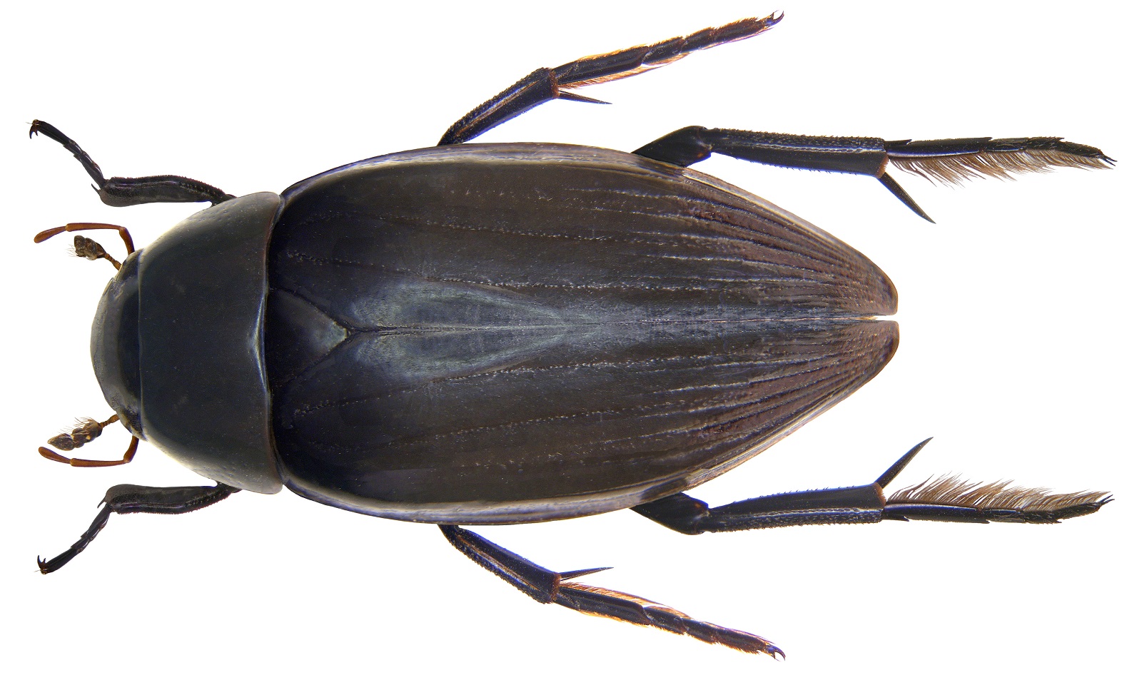Real Monstrosities: Water Scavenger Beetle