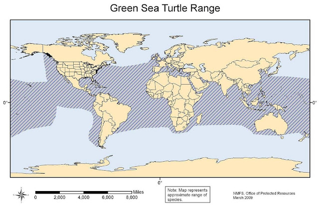 Earth and Space News: Vancouver Aquarium Reports Hypothermic Green Sea ...