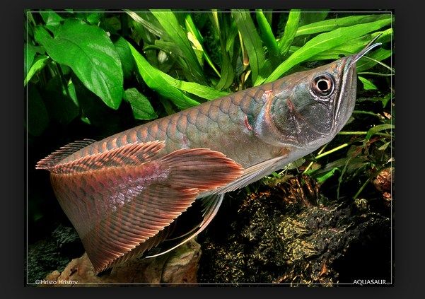 Ikan Arwana Silver, Cara Merawat Dan Kisaran Harganya - cara ternak ikan