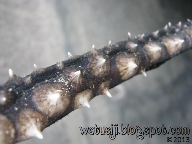 Watusiji Nusakambangan Gemstone: Ekor Pari Brahma Pantai Selatan