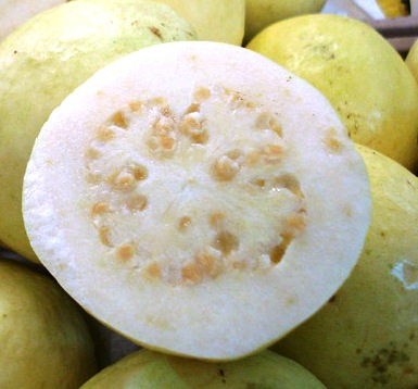 SABOR DE MABOQUE: Mais uma do meu jardim II