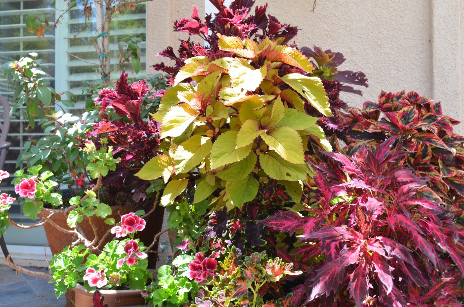 Entertaining From an Ethnic Indian Kitchen: Garden journal: Coleus ...