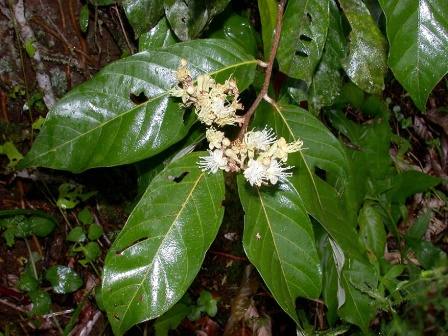 مدونة حِناء: فاكهة اولوسابو Olosapo