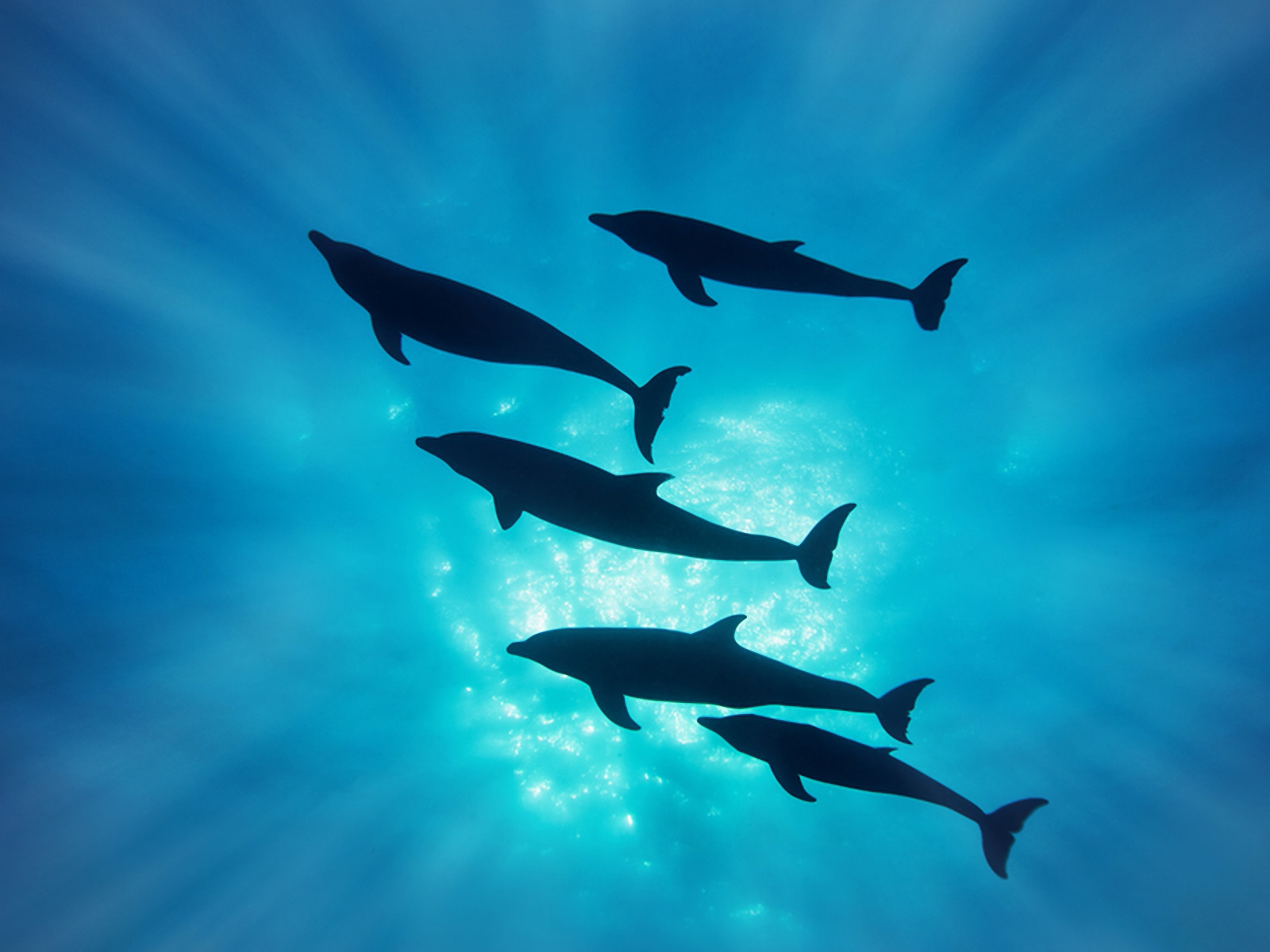 Fotografías de carismáticos delfines en el oceano