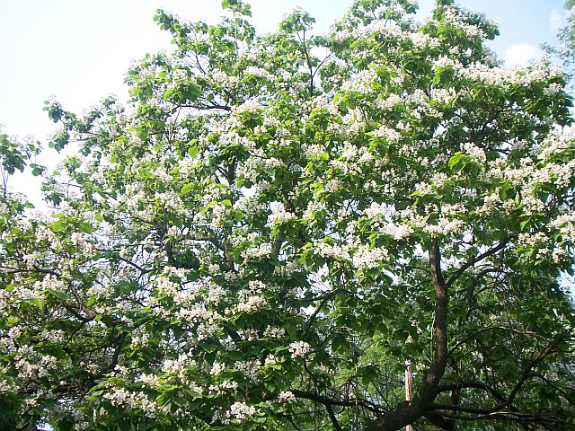 The Uptown Acorn: #tbt {My Early Spring Yard: ATL-style}