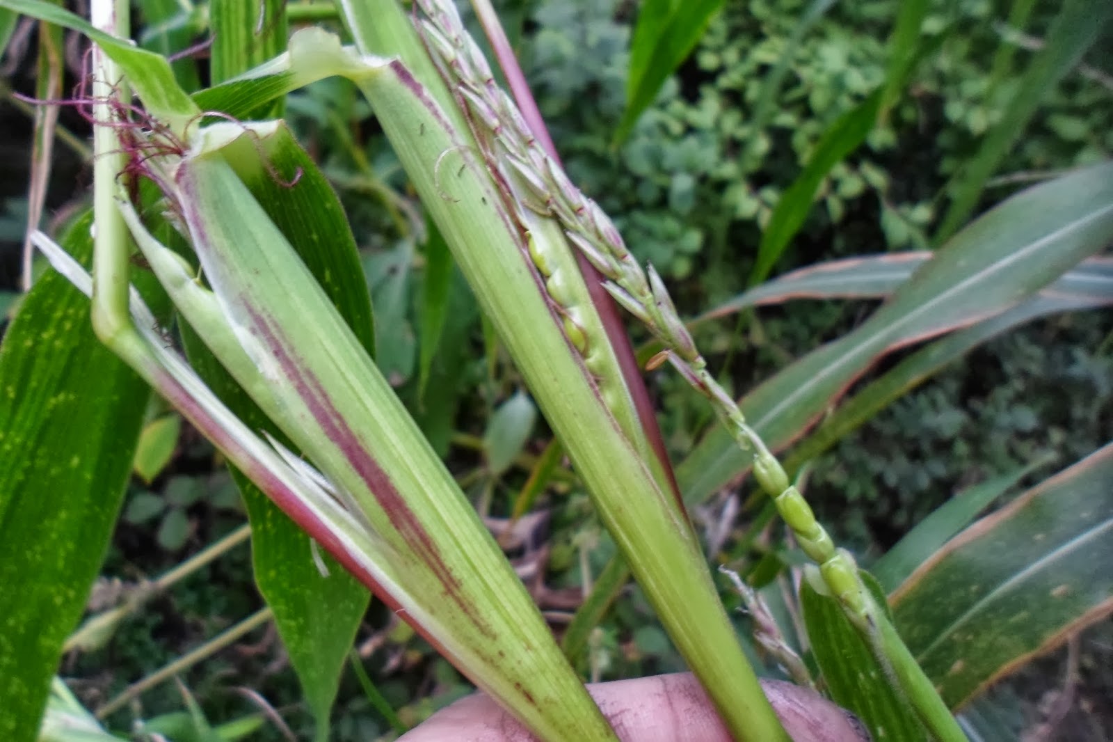 The Perennial Agriculturalist: teosinte seeds on the hoof II