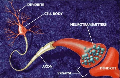Neurotransmisores ~ El Rincón de la Ciencia y la Tecnología