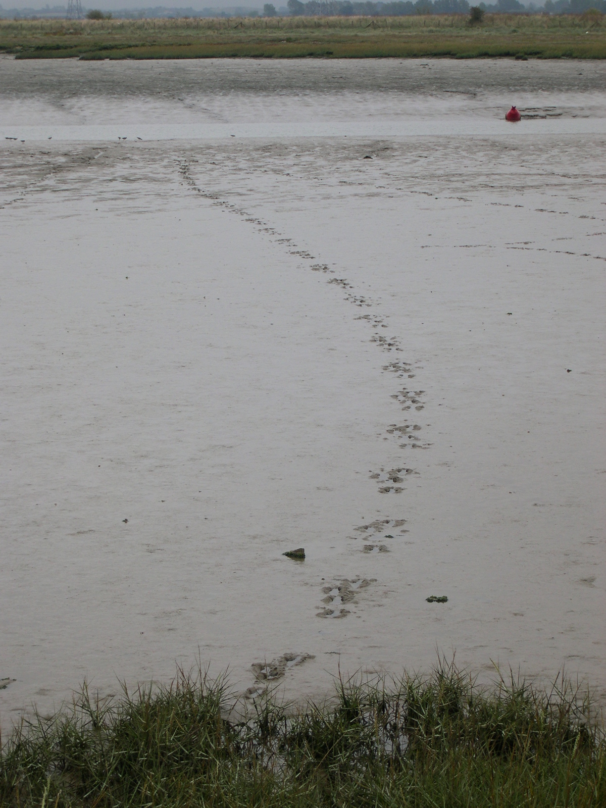 Worthing Wanderer: Saxon Shore Way Day 3 Sittingbourne - Faversham