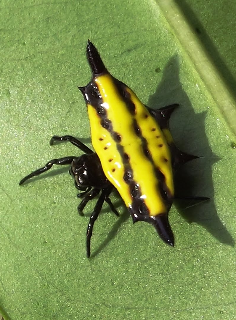 Tung Kin Foong's Blog: Spiny Spider - Gasteracantha Fornicata