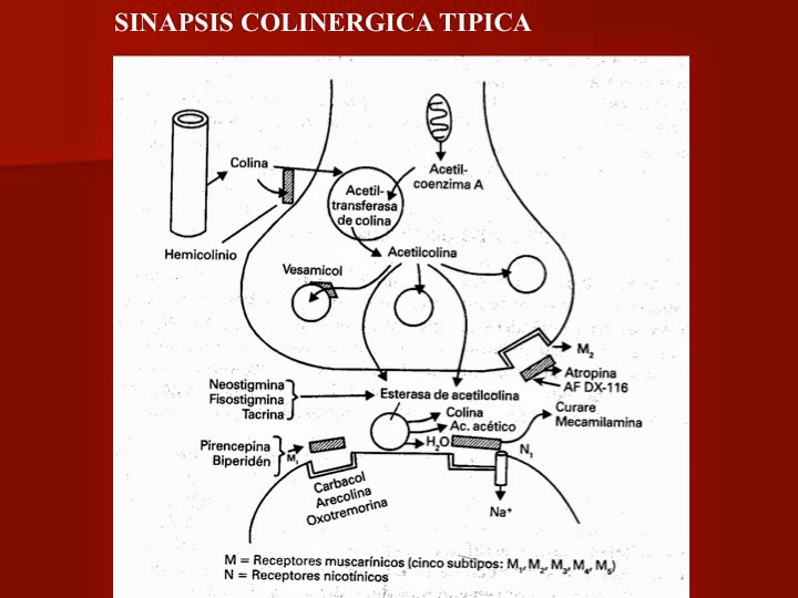 NEUROBIOQUIMICA Y PSICOFARMACOLOGIA PARA PSIQUIATROBLASTOS: abril 2014