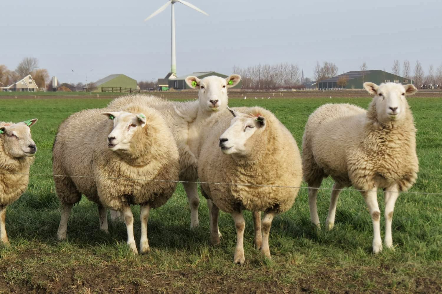 Questie-van-tijd: Is dit het "zwarte" schaap