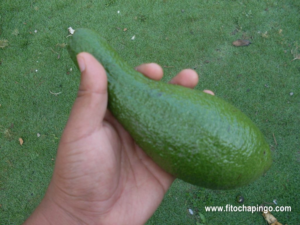 AMIGOS PARA SIEMPRE: Frutas