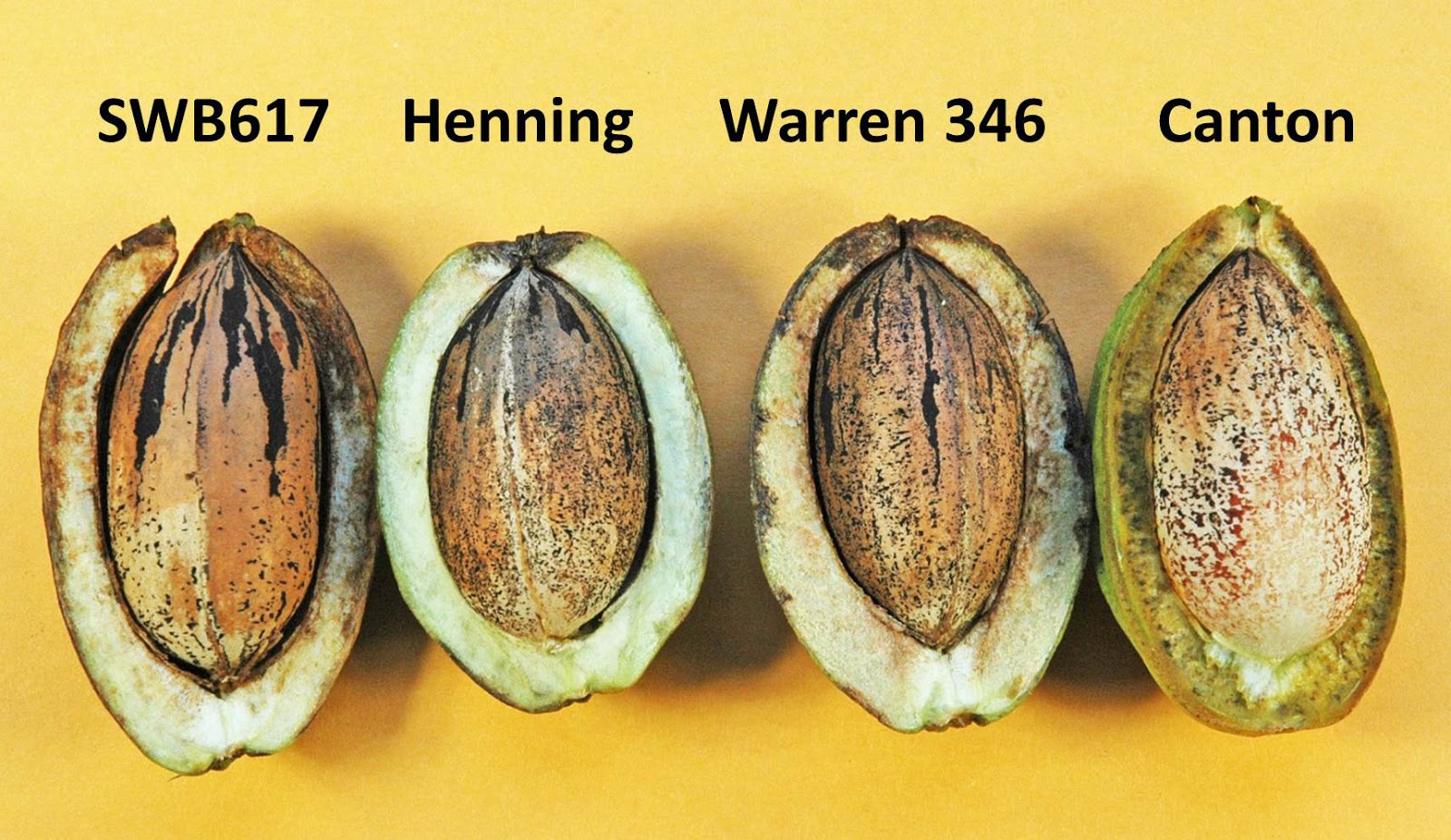 Northern Pecans: Pecan crop advancing towards shuck split