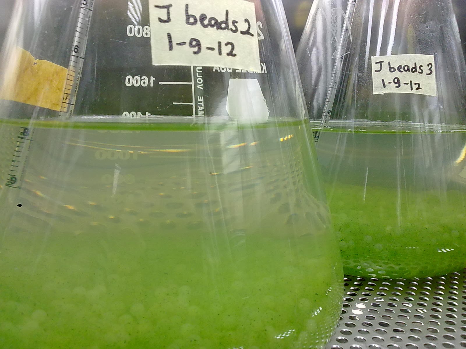 let's share: Colonial versus Filamentous algae culture in free ...
