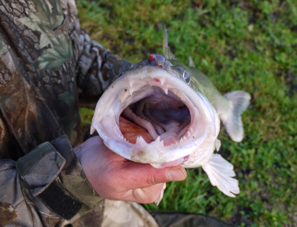 The Scruffy Piker: Zander, Perch & Bass Gallery