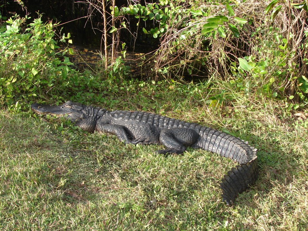 The Jungle Store: Animal Facts: Alligators