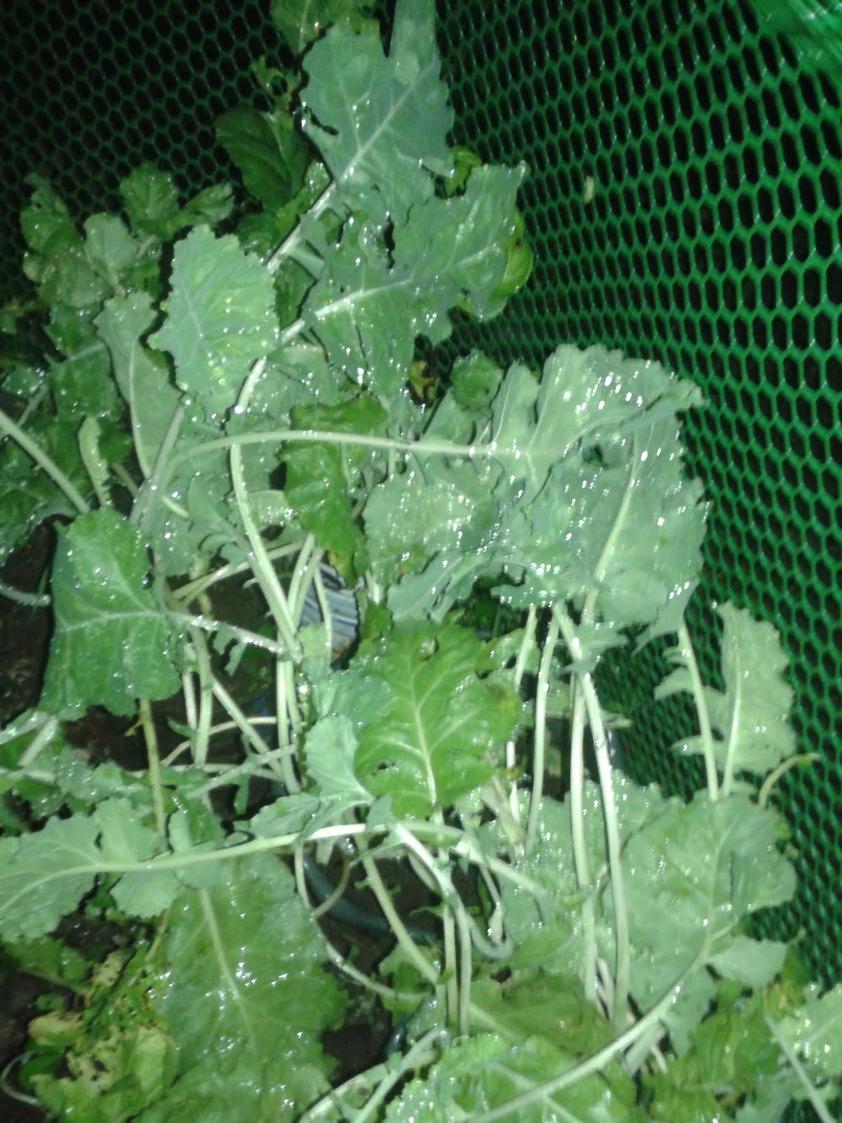 Life and Love in Isabela: Growing Kale in the Philippines: My Kale Story
