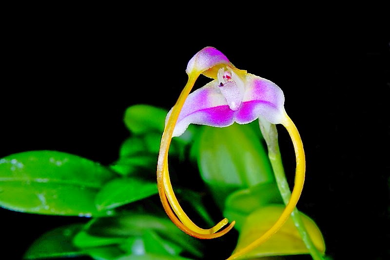 Aquarien und Orchideen : Orchideen 2